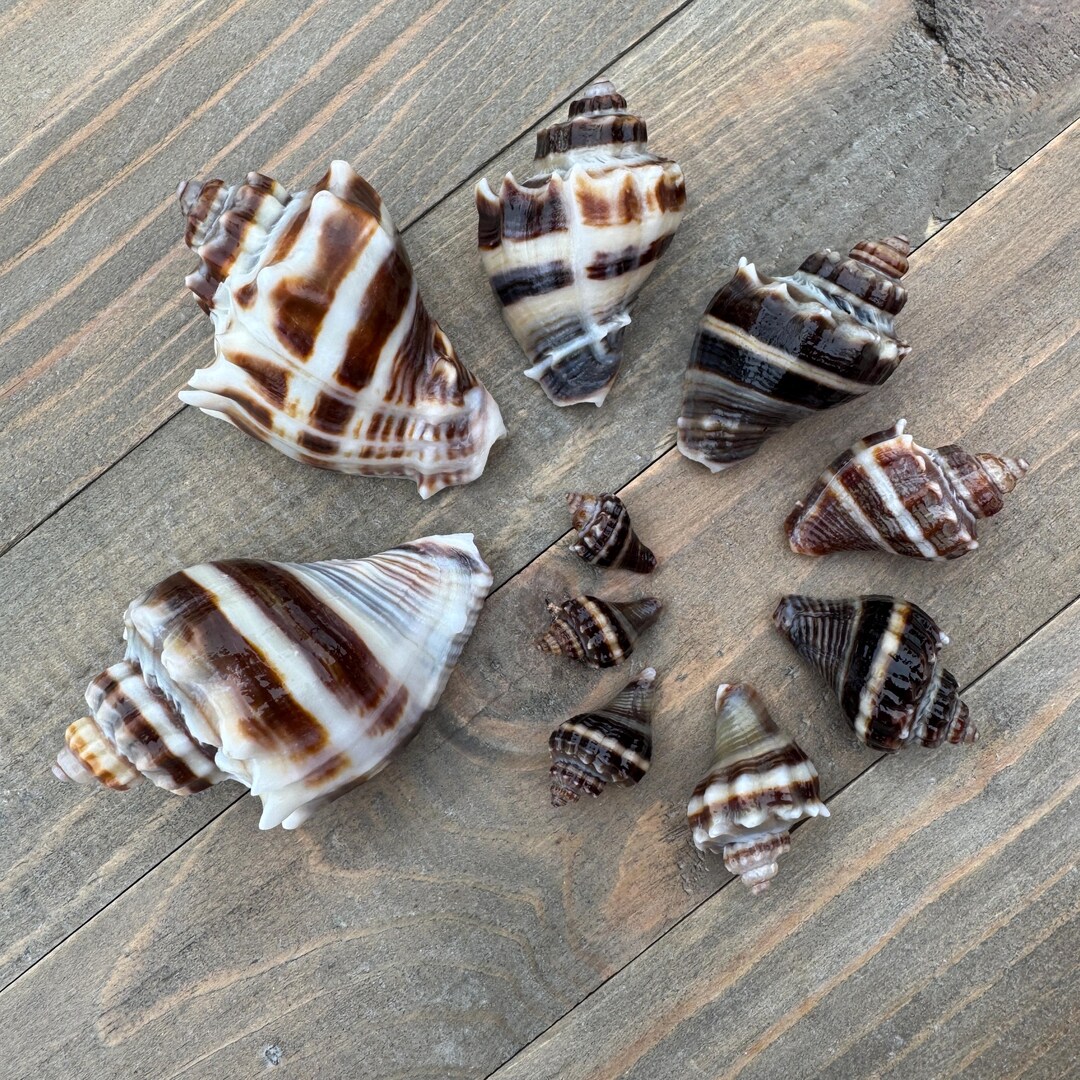 King Crown Conch Seashells. Size Range Display of 10 Shells ...