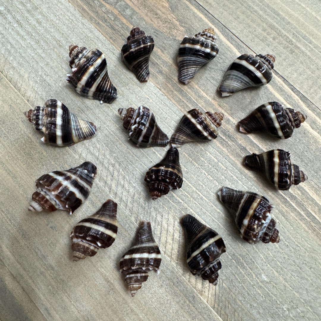 15 Dark King Crown Conch Seashells. Collectible / Jewelry / Crafts - Etsy