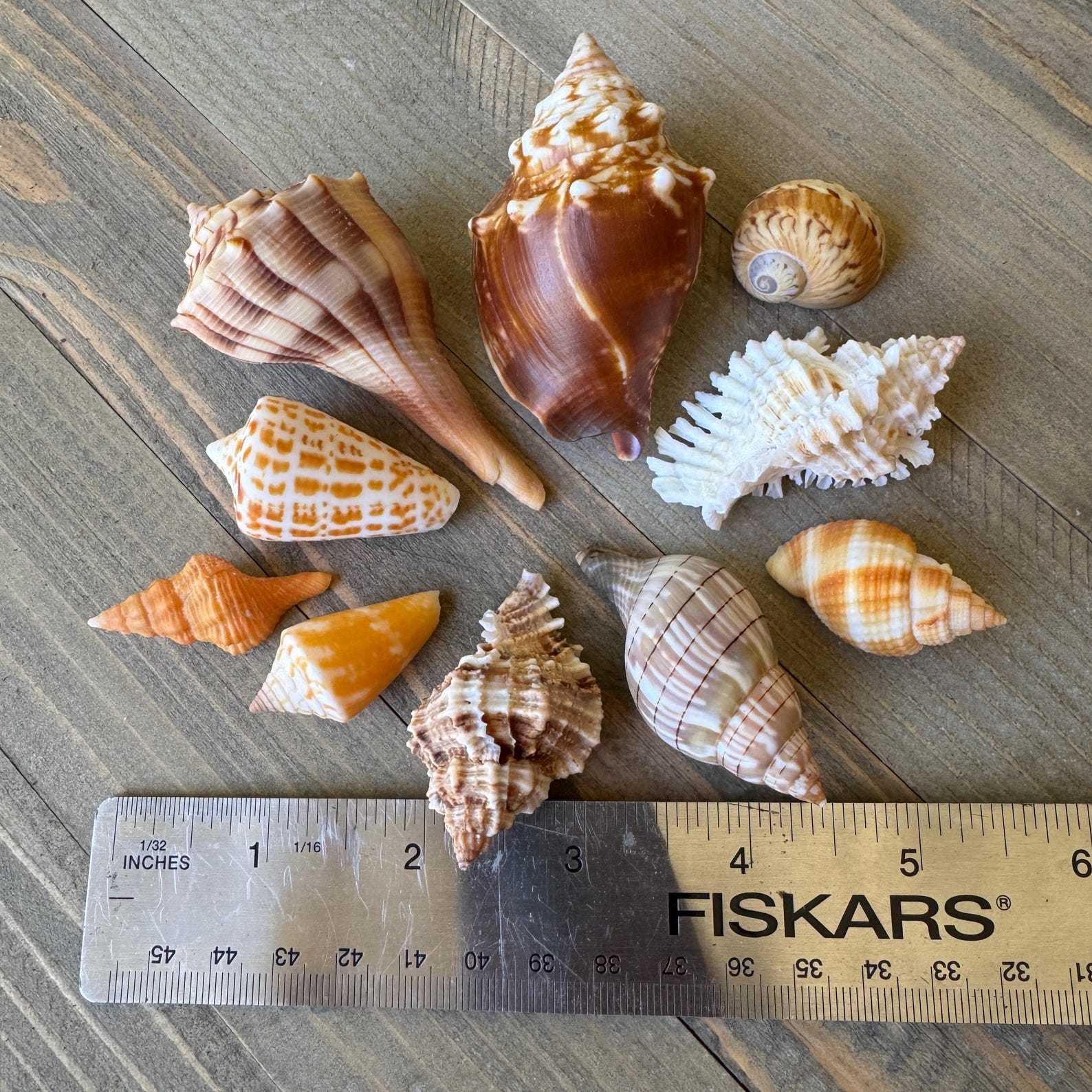 Florida Seashell SWF Set - Etsy