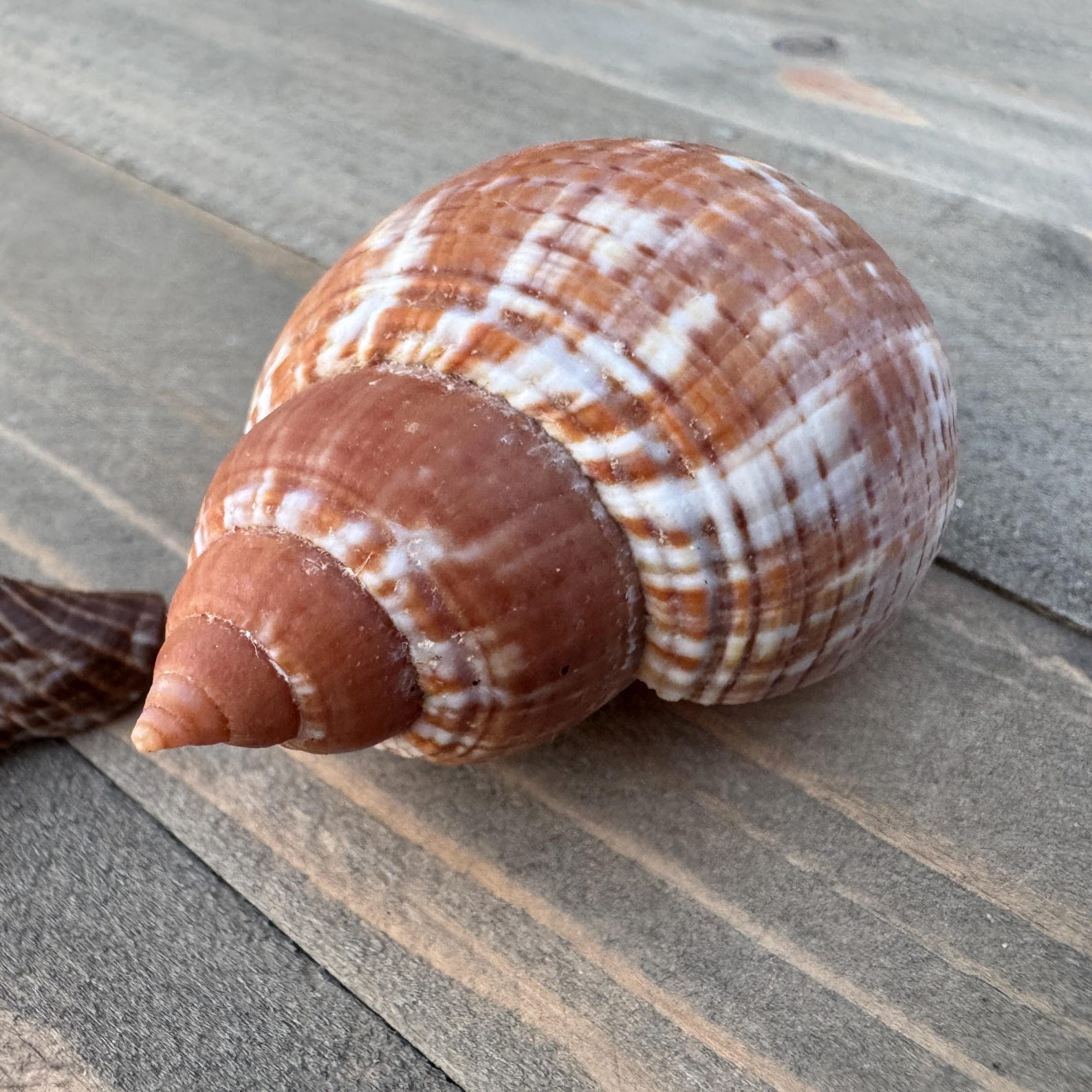 True Tulip Shell Set of 2, 79.9mm & 85mm 3.14in and 3.35in - Etsy