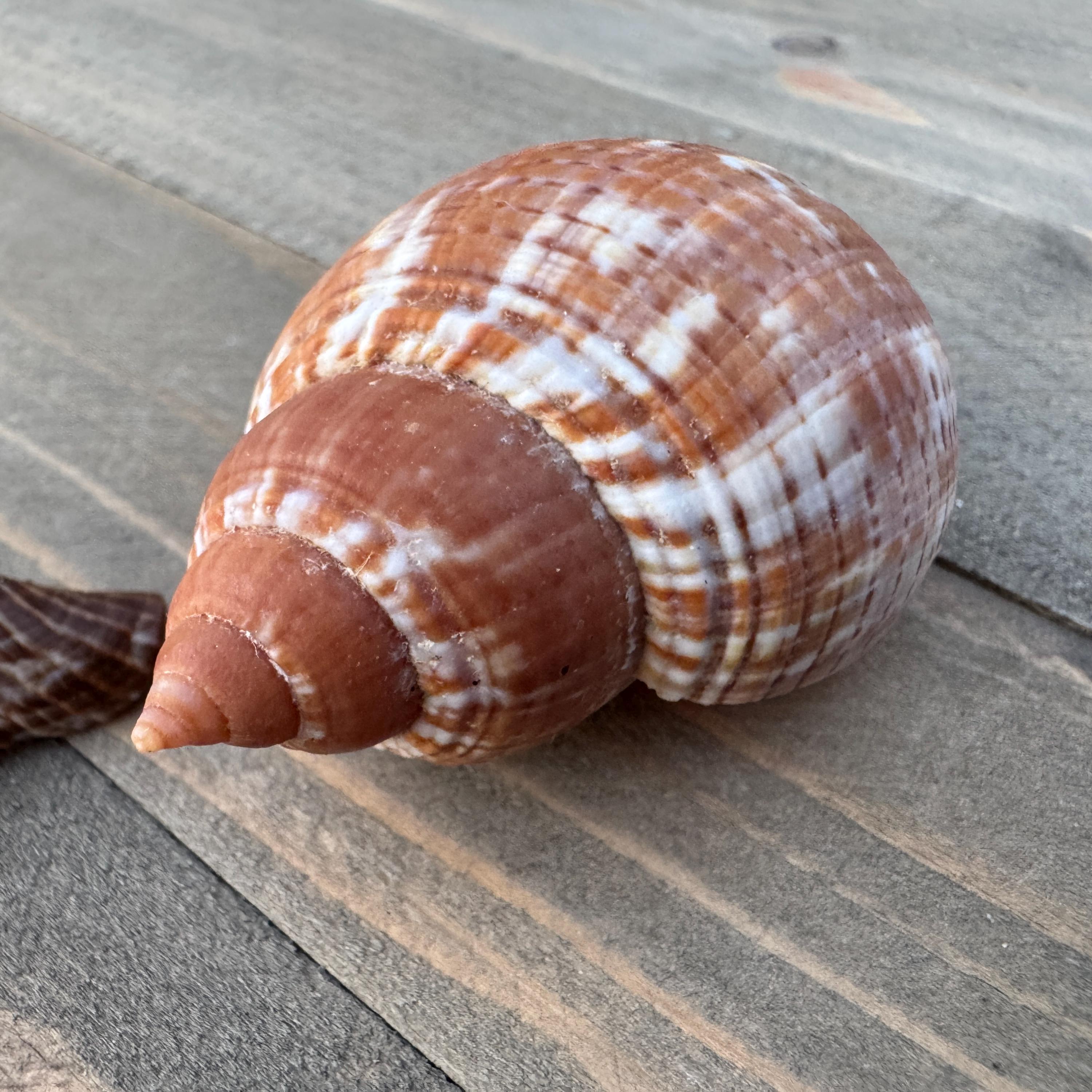 True Tulip Shell Set of 2, 79.9mm & 85mm 3.14in and 3.35in - Etsy