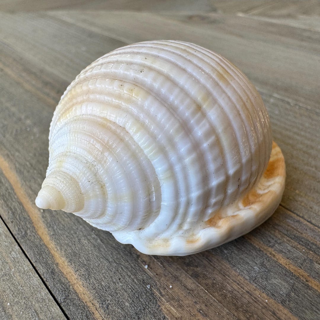 Southeast Florida Scotch Bonnet Shell for FL It's a Larger One - Etsy