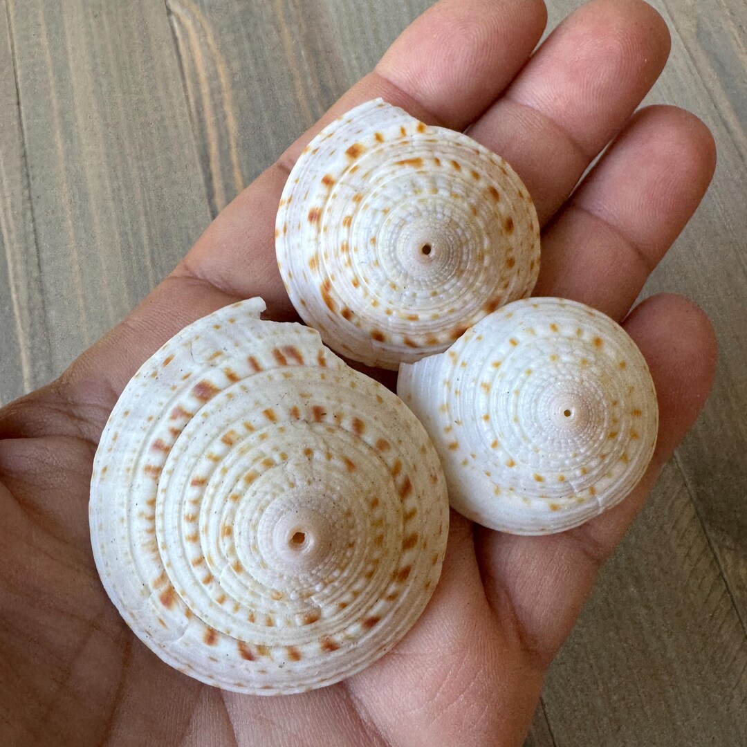 Atlantic Sundial Shells, Set of 3 - Etsy