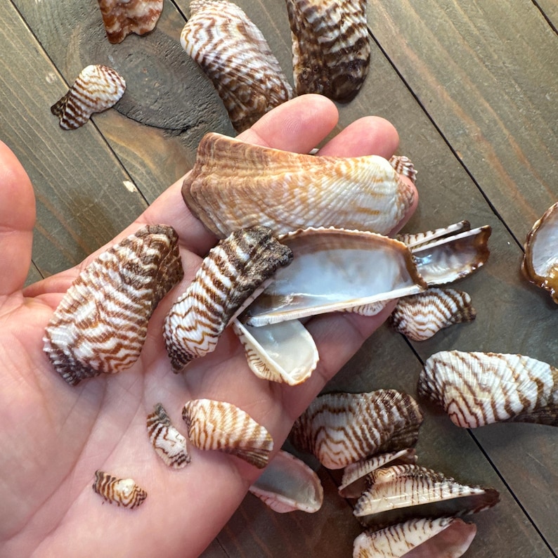 30 FL Turkey Wing (right Valve) Seashell Set. Arca Zebra (TW1) - Etsy