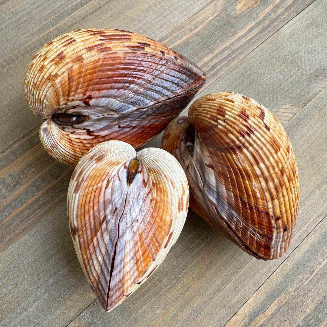 Set of 3 Hinged Atlantic Giant (heart) Cockles From Kice Island in ...