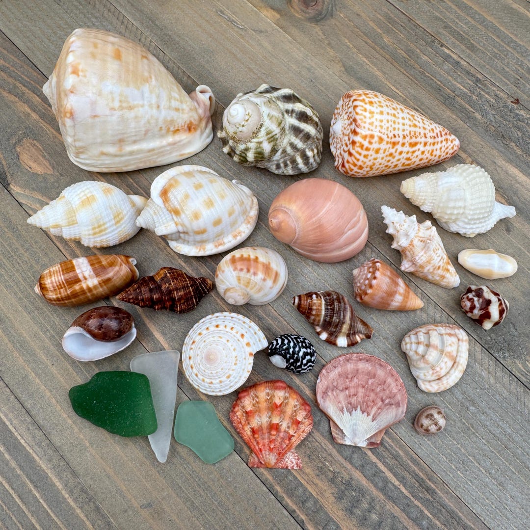 Southeast Florida Elite Collection Set 4 - Etsy