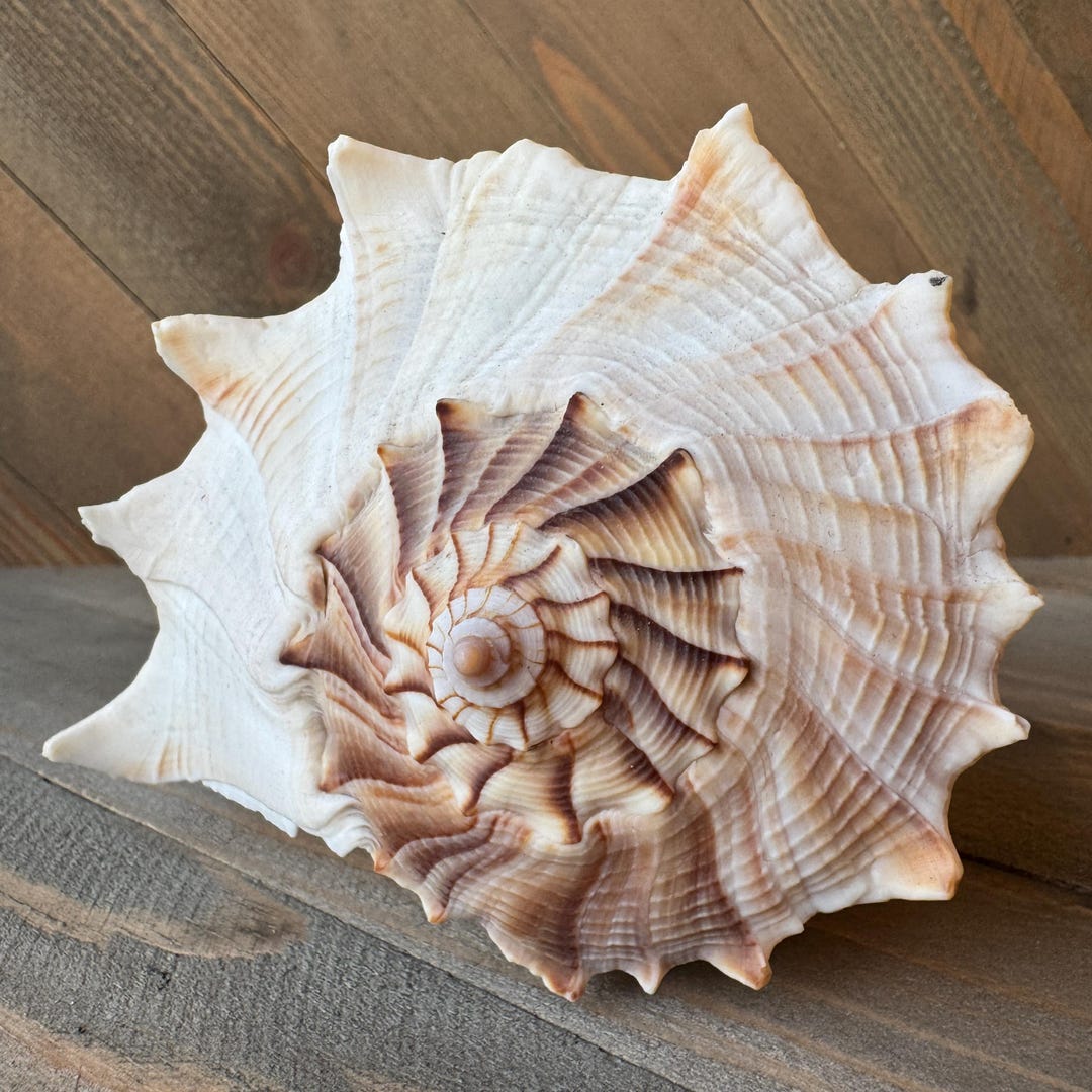Kice Island Lighting Whelk Shell, 7.25 Inches Long - Etsy