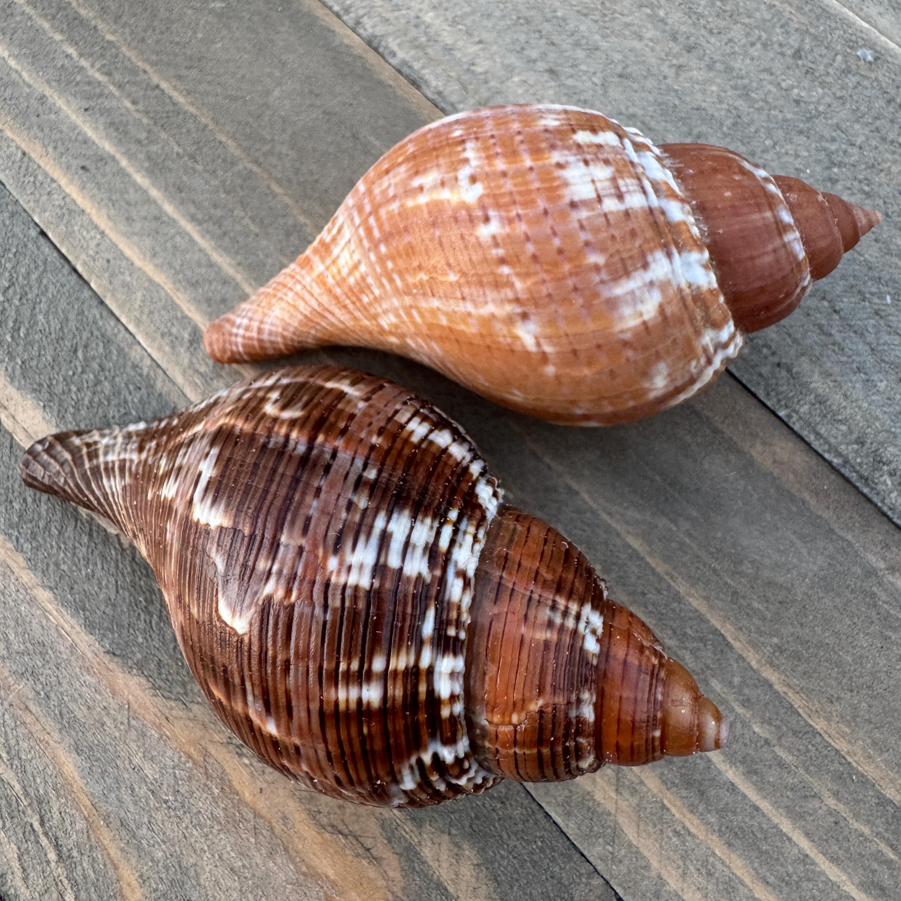 True Tulip Shell Set of 2, 79.9mm & 85mm 3.14in and 3.35in - Etsy