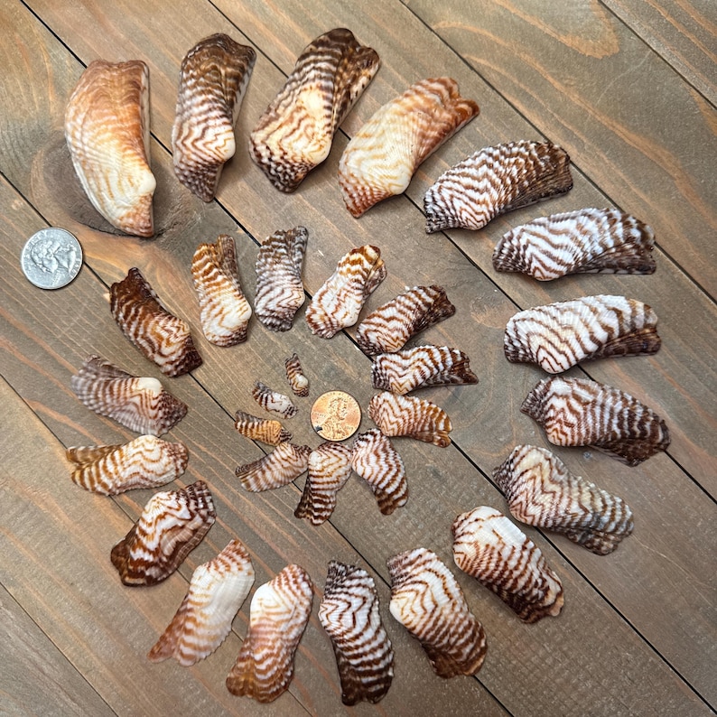 30 FL Turkey Wing (right Valve) Seashell Set. Arca Zebra (TW1) - Etsy
