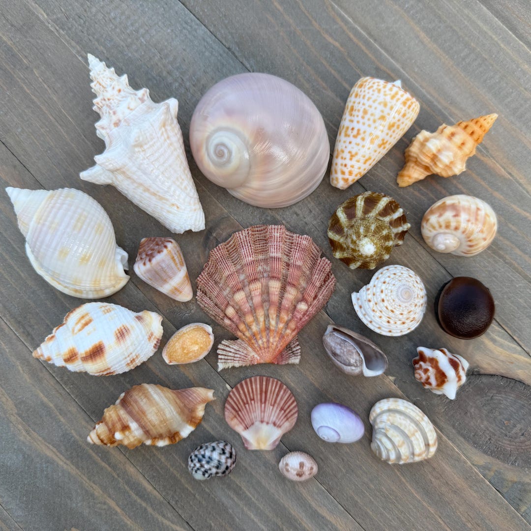 Southeast Florida Elite Collection Set 5 - Etsy