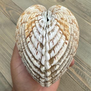 HUGE Giant Atlantic Heart Cockle Joined! Massive SWF Shell Collected ...