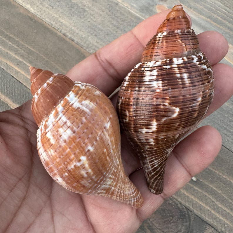 True Tulip Shell Set of 2, 79.9mm & 85mm 3.14in and 3.35in - Etsy