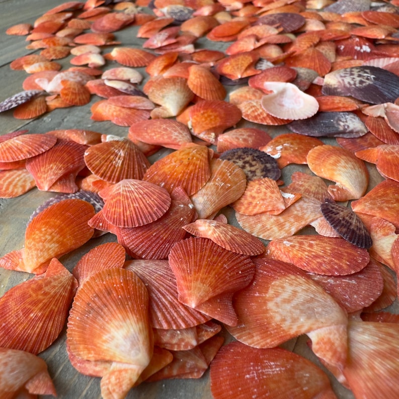 Assortment of Scaly (sentis) Scallop Florida Shells (10, 20, 30ct.) - Etsy