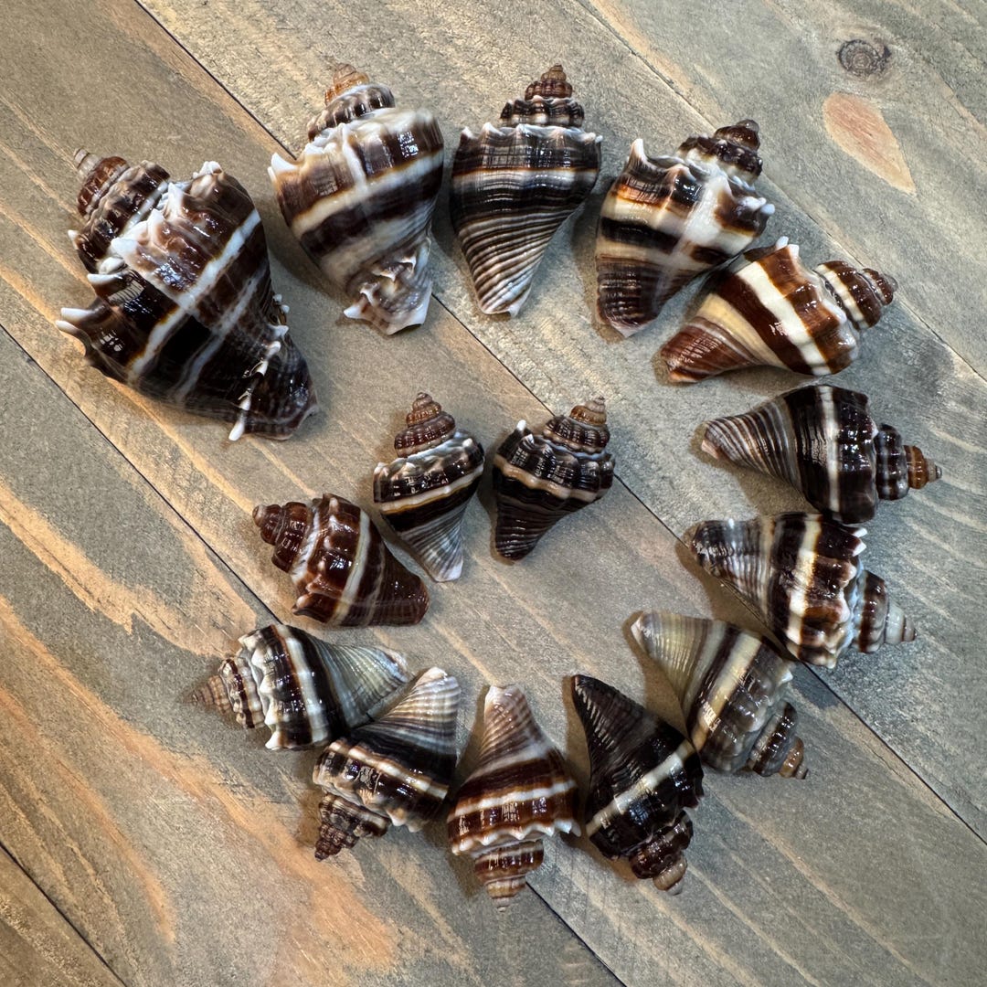 15 Dark King Crown Conch Seashells. Collectible / Jewelry / Crafts. See ...