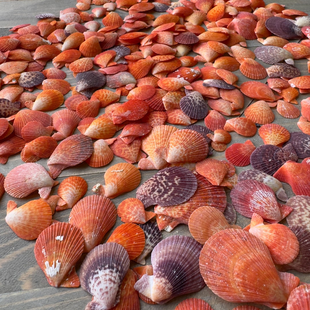 Assortment of Scaly (sentis) Scallop Florida Shells (10, 20, 30ct.) - Etsy