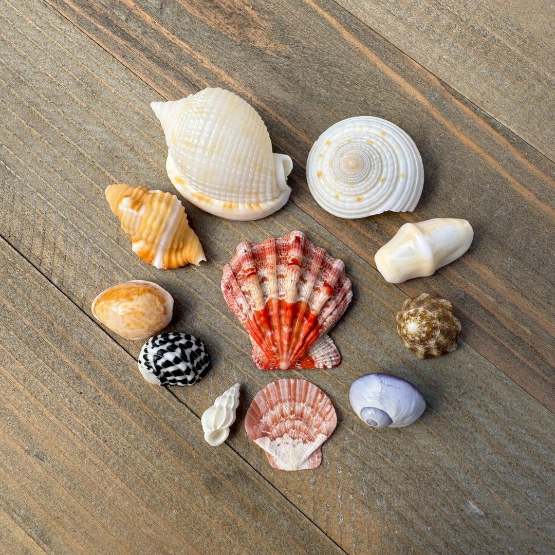 Florida East Coast Mini/little Elite Set of 11 SMALL Size Seashells ...