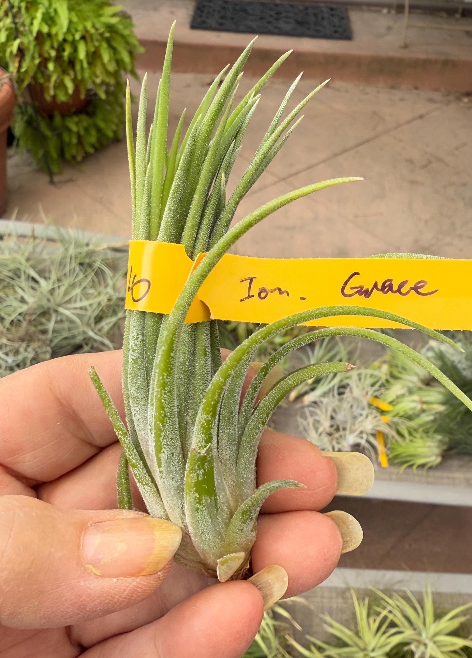 Tillandsia Ionantha Grace - Etsy