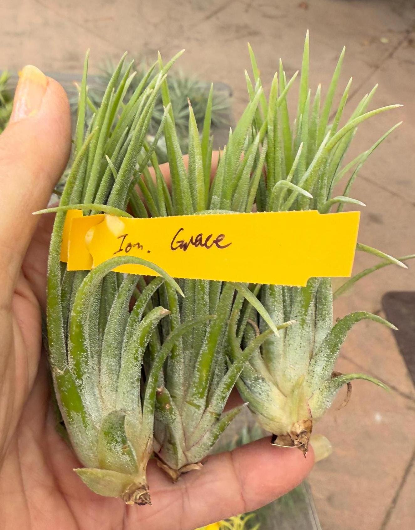 Tillandsia Ionantha Grace - Etsy