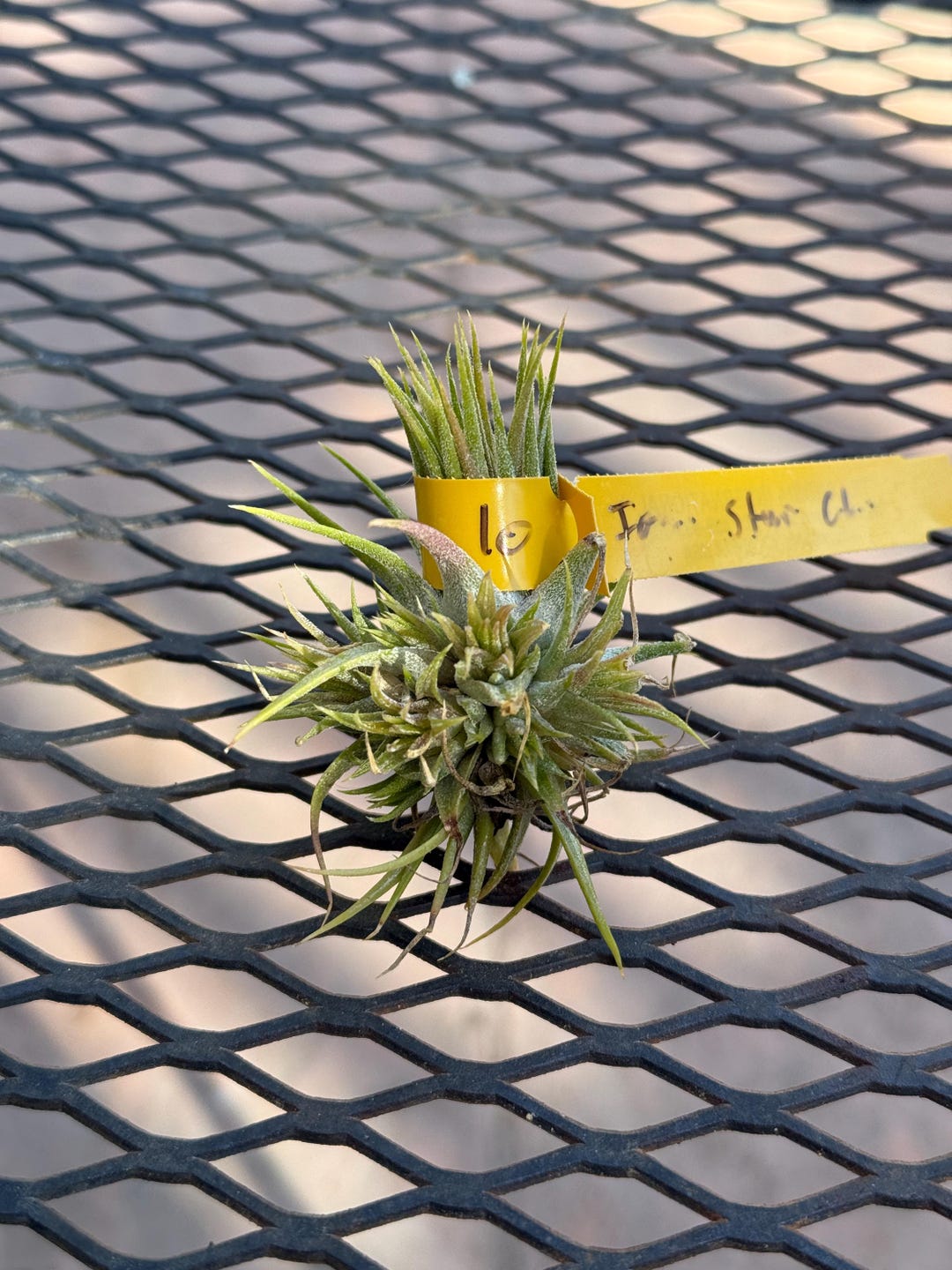 Tillandsia Ionantha Star Clump - Etsy