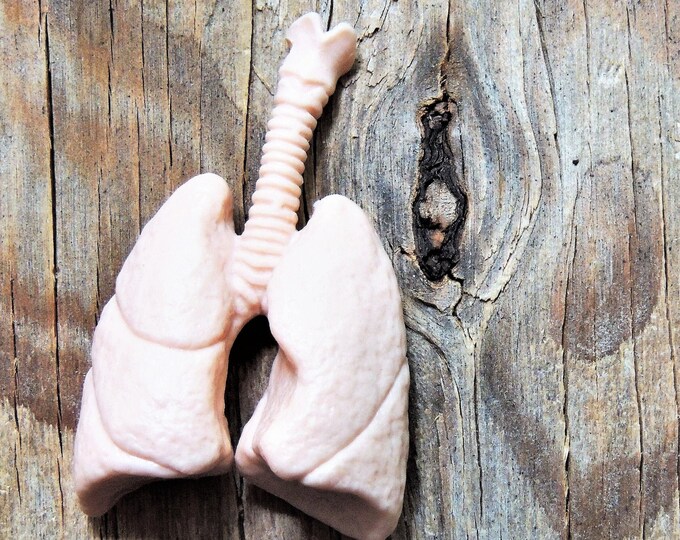 Human ANATOMY ORGAN MINIATURES Lungs Figure Figurines Montessori ...