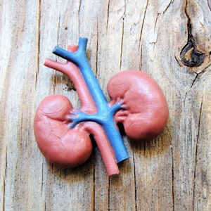 Human ANATOMY ORGAN MINIATURES Kidney Figure Figurine Montessori ...