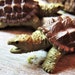 MINIATURE SNAPPING TURTLE Animal Figurine Figures Dollhouse - Etsy