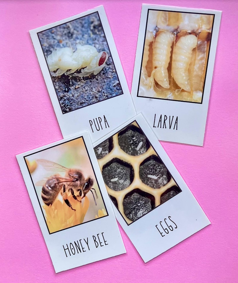 FLASH CARDS: Honey Bee Life Cycle Laminated Set Montessori Learning ...