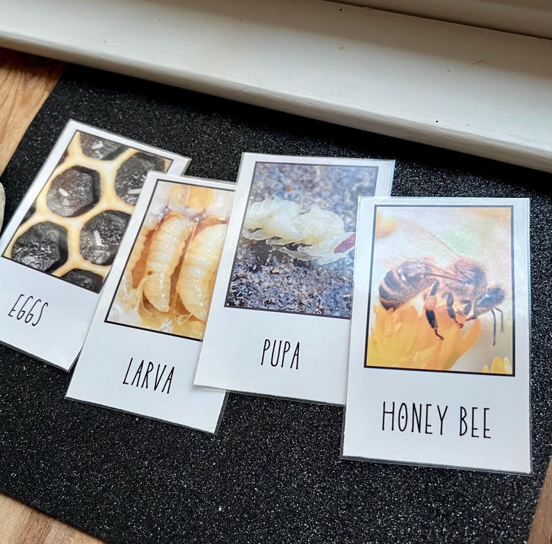 FLASH CARDS: Honey Bee Life Cycle Laminated Set Montessori Learning ...