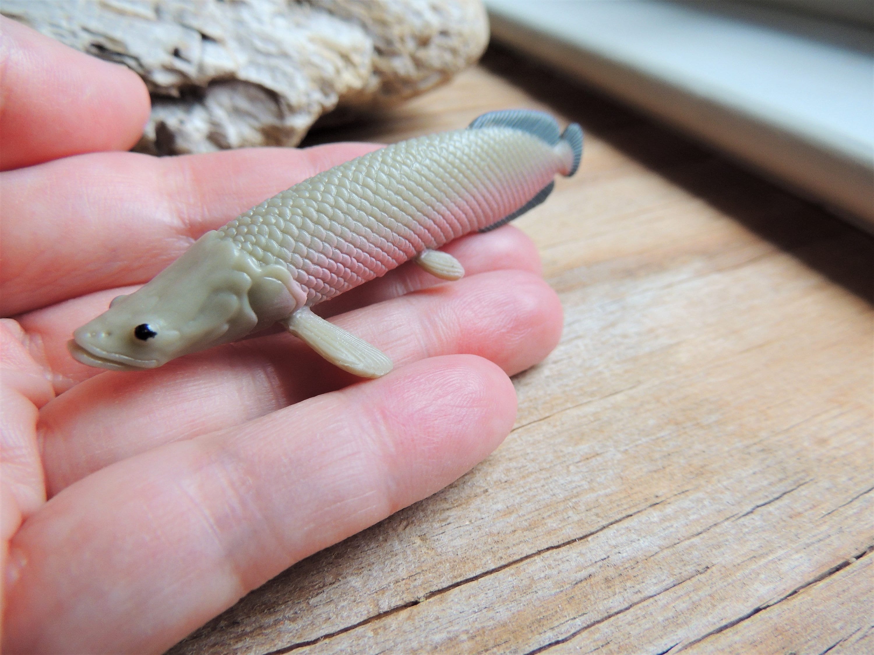 Baby Arapaima Fish