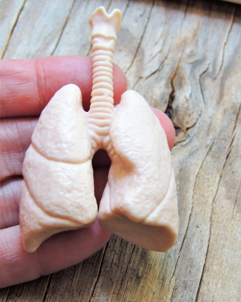 Human ANATOMY ORGAN MINIATURES Lungs Figure Figurines - Etsy
