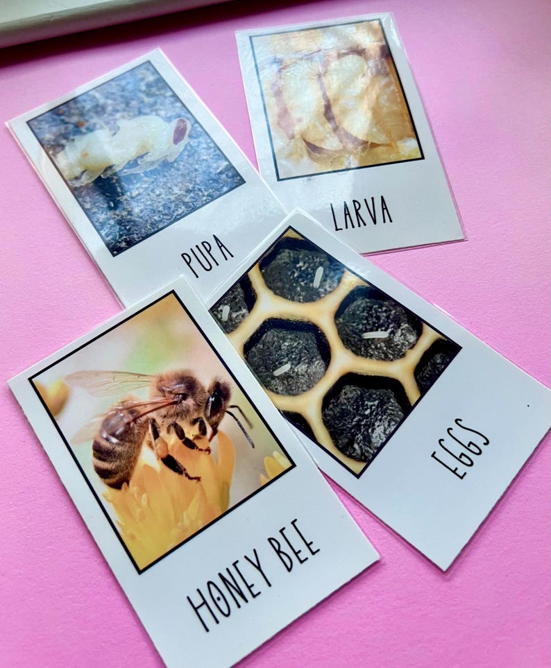 FLASH CARDS: Honey Bee Life Cycle Laminated Set Montessori Learning ...
