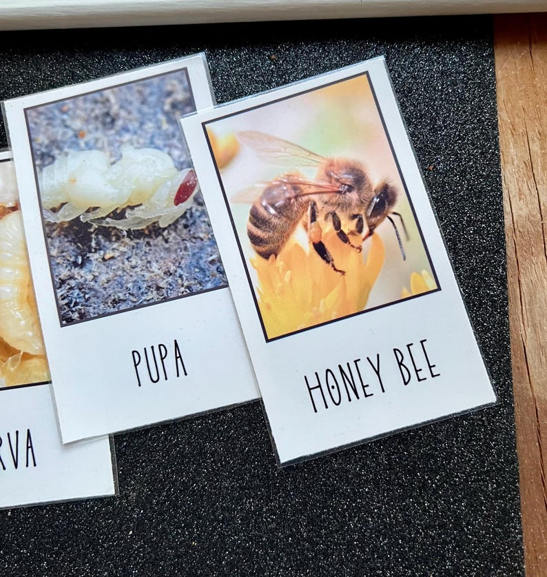 FLASH CARDS: Honey Bee Life Cycle Laminated Set Montessori Learning ...