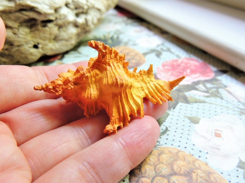 MINIATURE TURBAN SEASHELL Figures Figurines Diorama Terrarium - Etsy