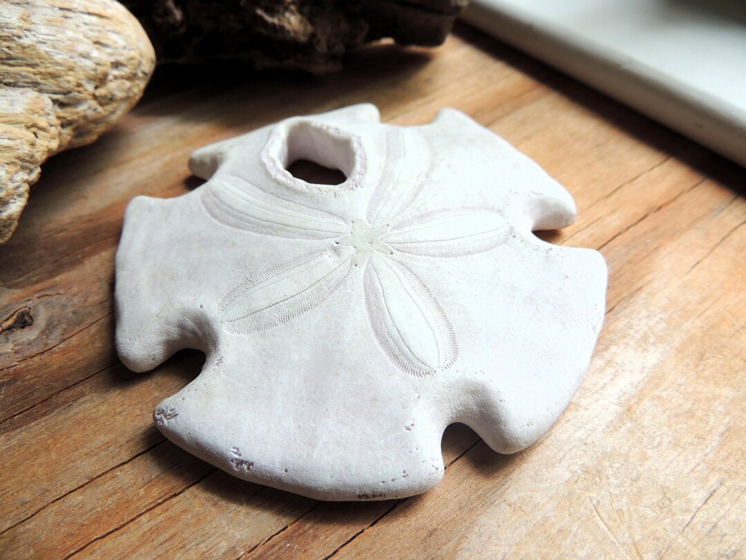 4 Keyhole ARROWHEAD SAND DOLLAR White Sand Dollar Costal Beach Decor ...