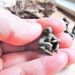 Tiny MINIATURE SLOTH Animal Figurine Figures Dollhouse Diorama ...