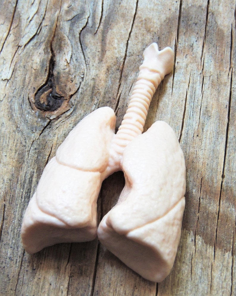 Human ANATOMY ORGAN MINIATURES Lungs Figure Figurines - Etsy