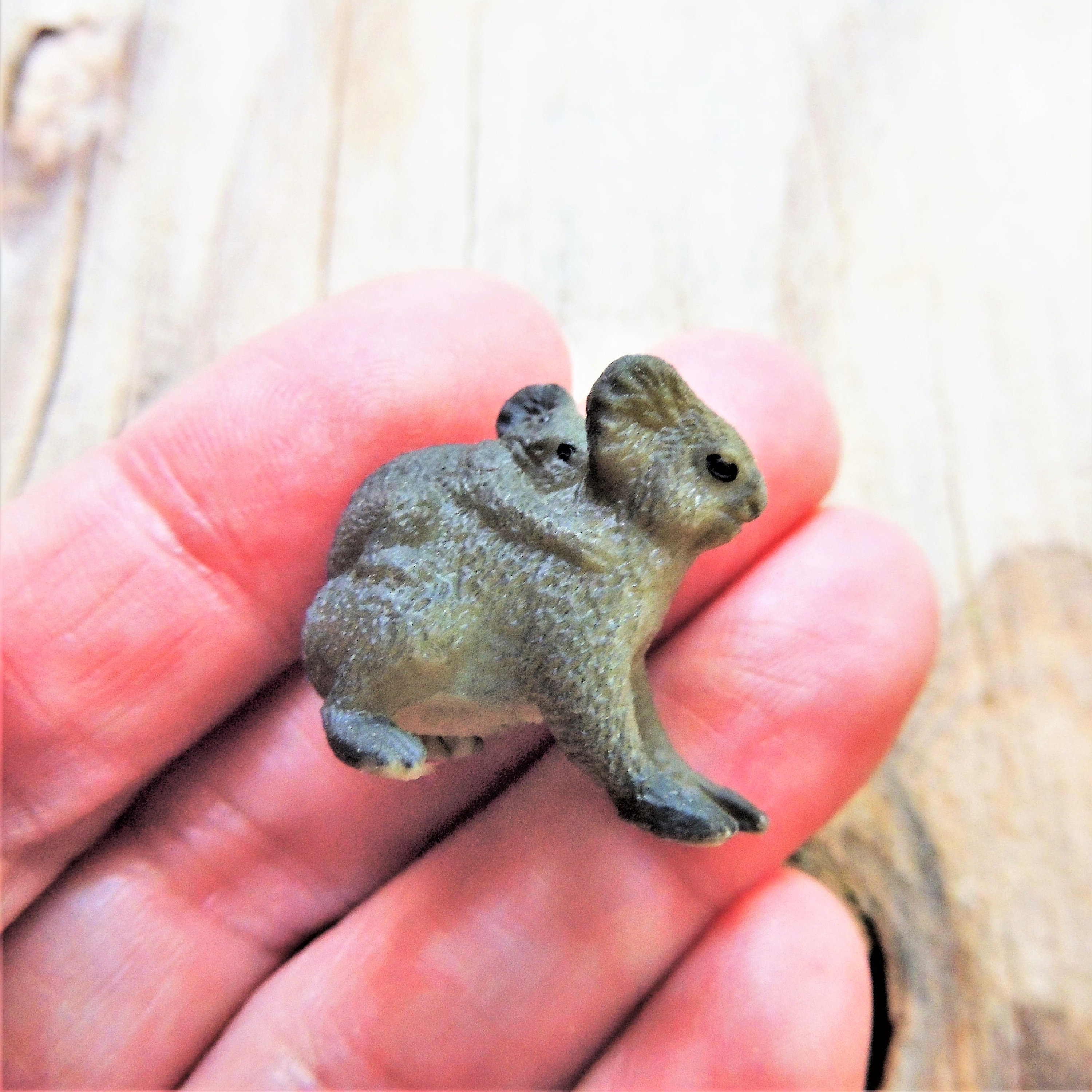 Baby Pygmy Animals