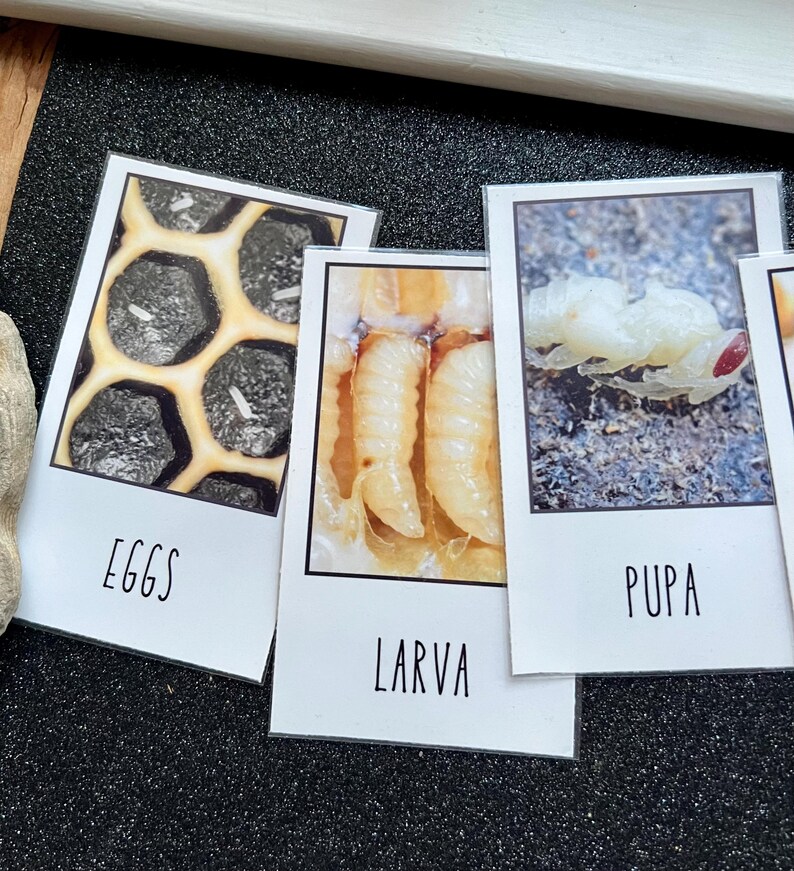FLASH CARDS: Honey Bee Life Cycle Laminated Set Montessori Learning ...