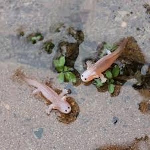 AXOLOTL MINIATURE Animal Figurine Tiny Mini Figures Micro Minis ...