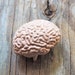 Human ANATOMY ORGAN MINIATURES Brain Figure Figurines Montessori ...