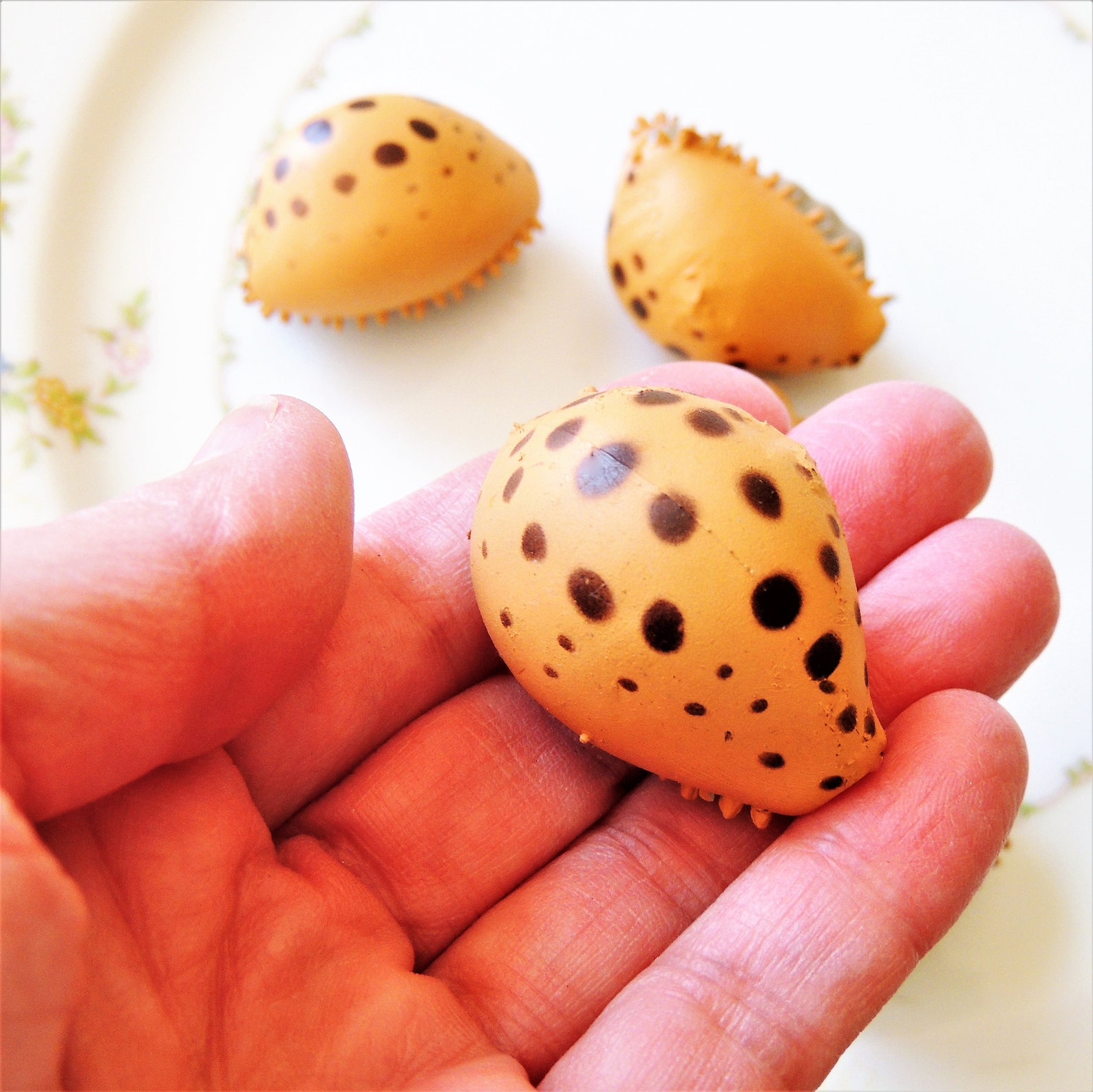 MINIATURE COWRY Cowrie Sea Snail Figures Figurines Diorama Fairy Garden ...
