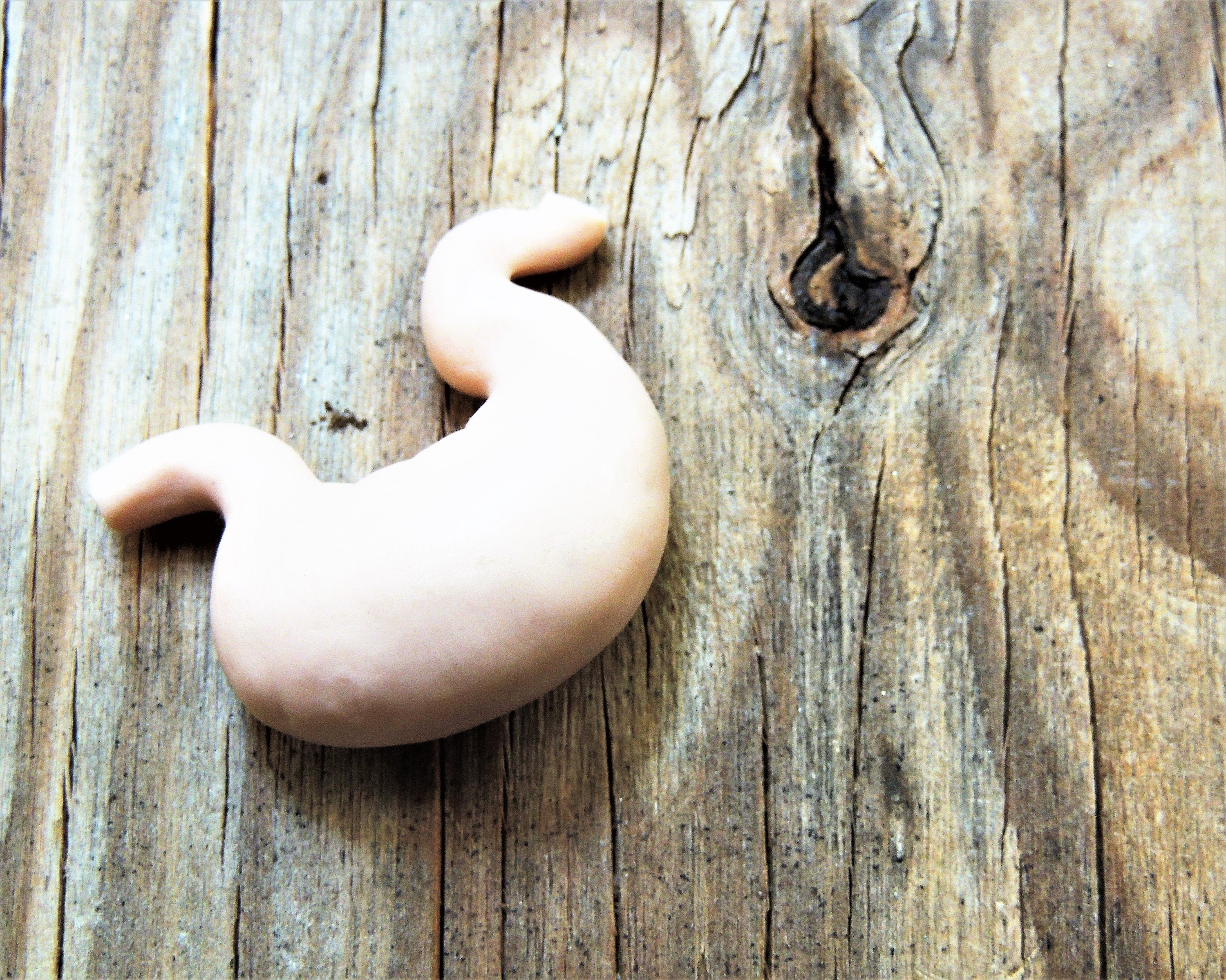 Human ANATOMY ORGAN MINIATURE Stomach Figurine Figure Educational ...