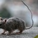 Needle Felted Animal. Rat. Made to Order - Etsy