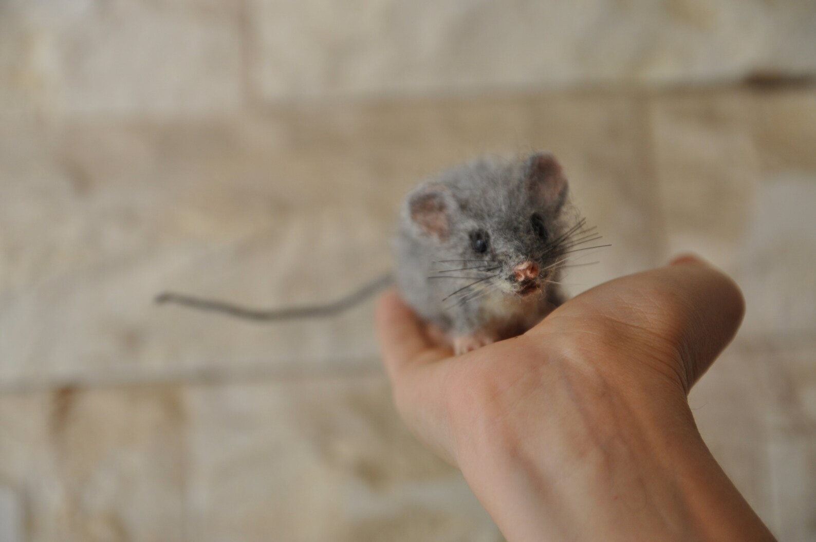 Needle Felted Mouse. Gray Mouse. Real Size . - Etsy