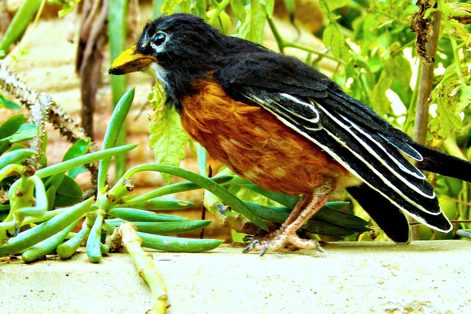 Needle Felted bird. American Robin. Life Size. Soft | Etsy