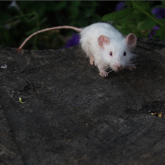 White Mouse Animal