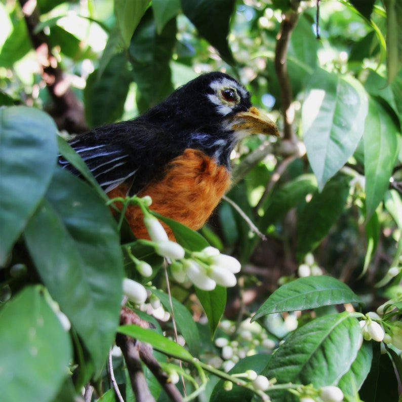 Needle Felted Bird. American Robin. Life Size. Soft Sculpture. - Etsy