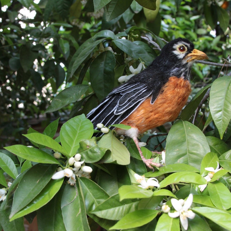 Needle Felted Bird. American Robin. Life Size. Soft Sculpture. - Etsy