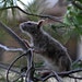 Needle Felted Animal. Rat. Made to Order - Etsy