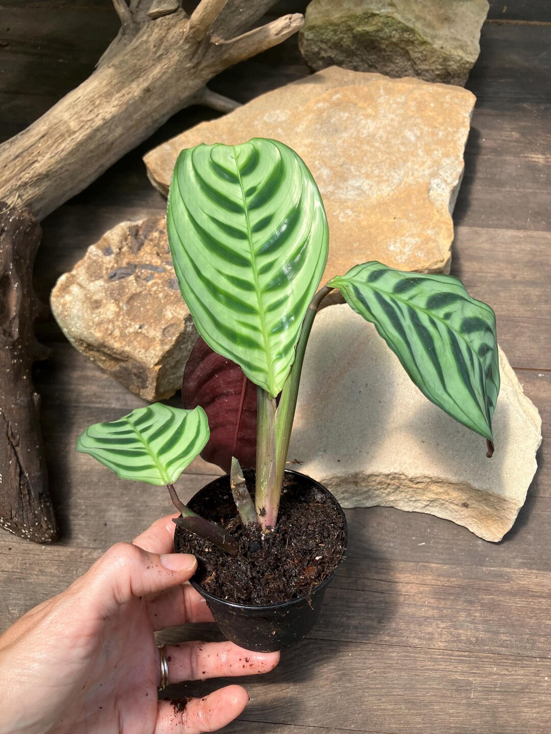 Ctenanthe Burle-marxii Fishbone Prayer Plant Calathea Houseplant Never ...